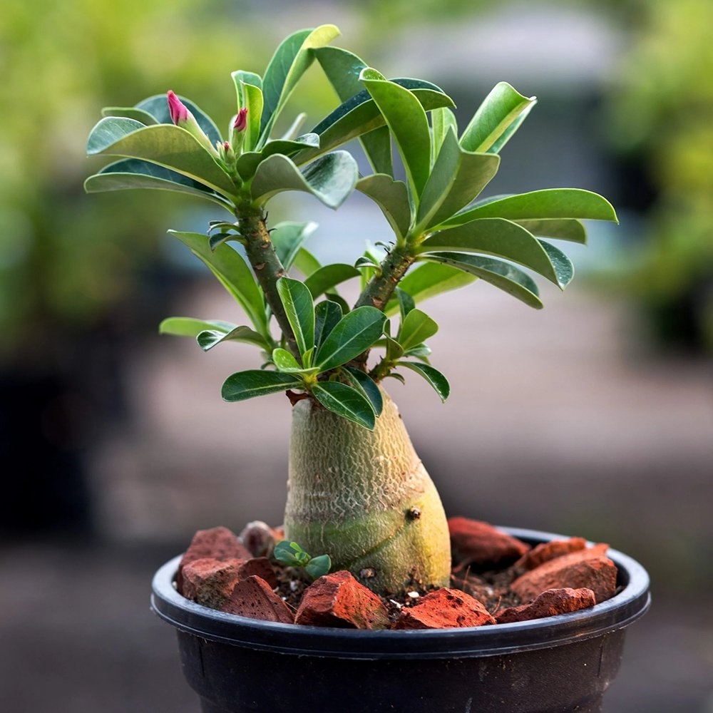 Baobab Bonsai (Adenium Ansu Baobab) | Verdena – VERDENA