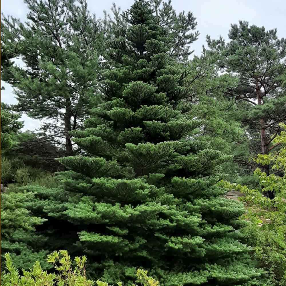 Brad corean (Abies koreana) | Verdena – VERDENA