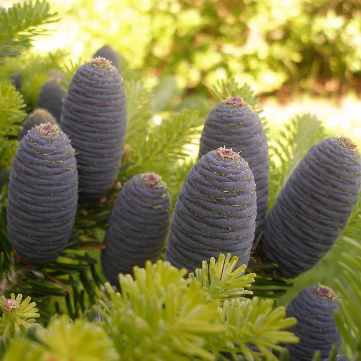 Brad corean Molli | Verdena – VERDENA