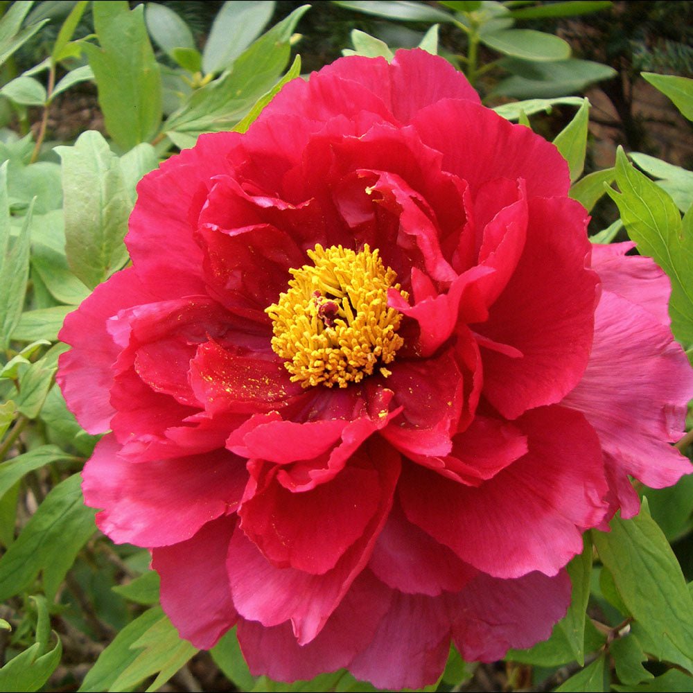 Bujor Copac Rosu | Verdena