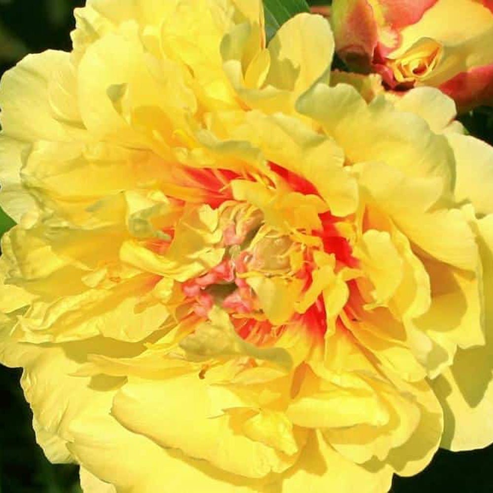 Bujor Galben Hai Huang - Tip Copac | Verdena