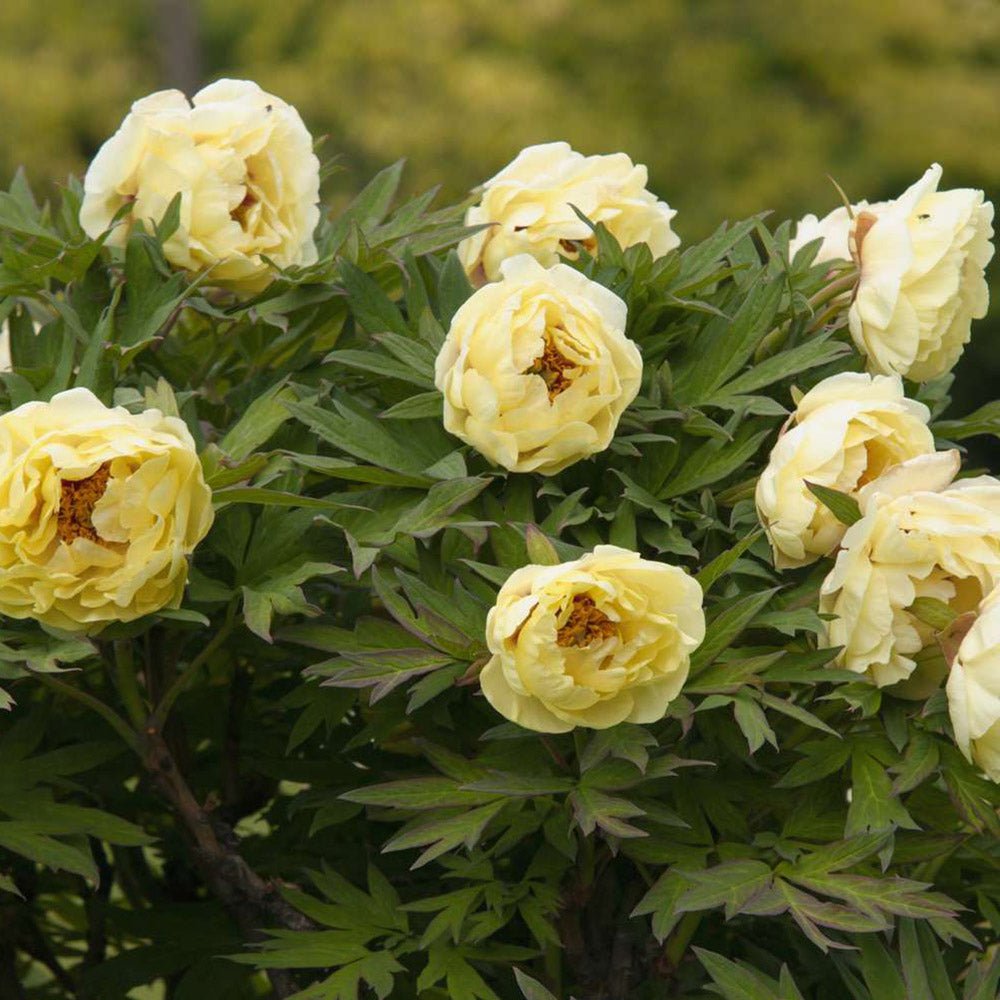 Bujor Galben Hai Huang - Tip Copac | Verdena