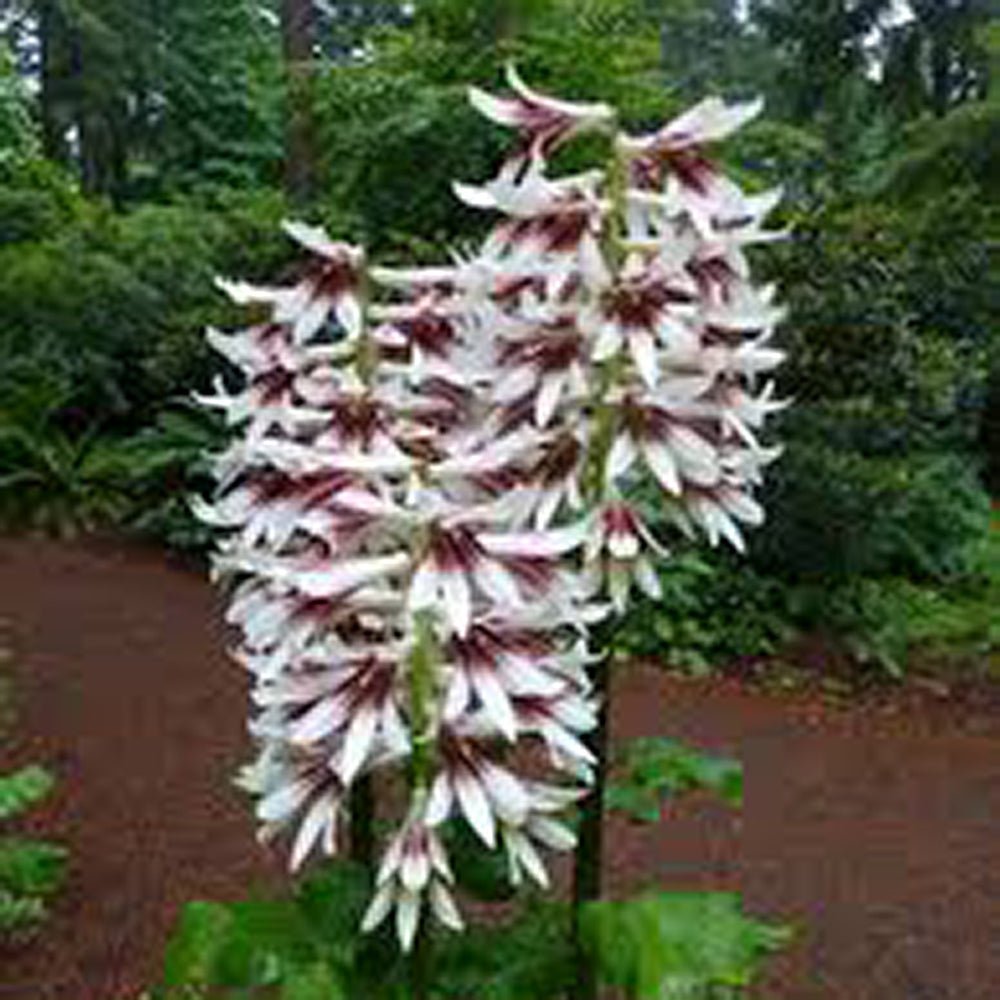Bulbi de Crini Gigant de Himalaya cu flori mari, alb-purpuriu (Crinum ...