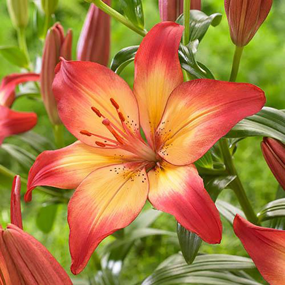 Bulbi de Crini imperiali Heartstrings cu flori mari, baza galbena si ...