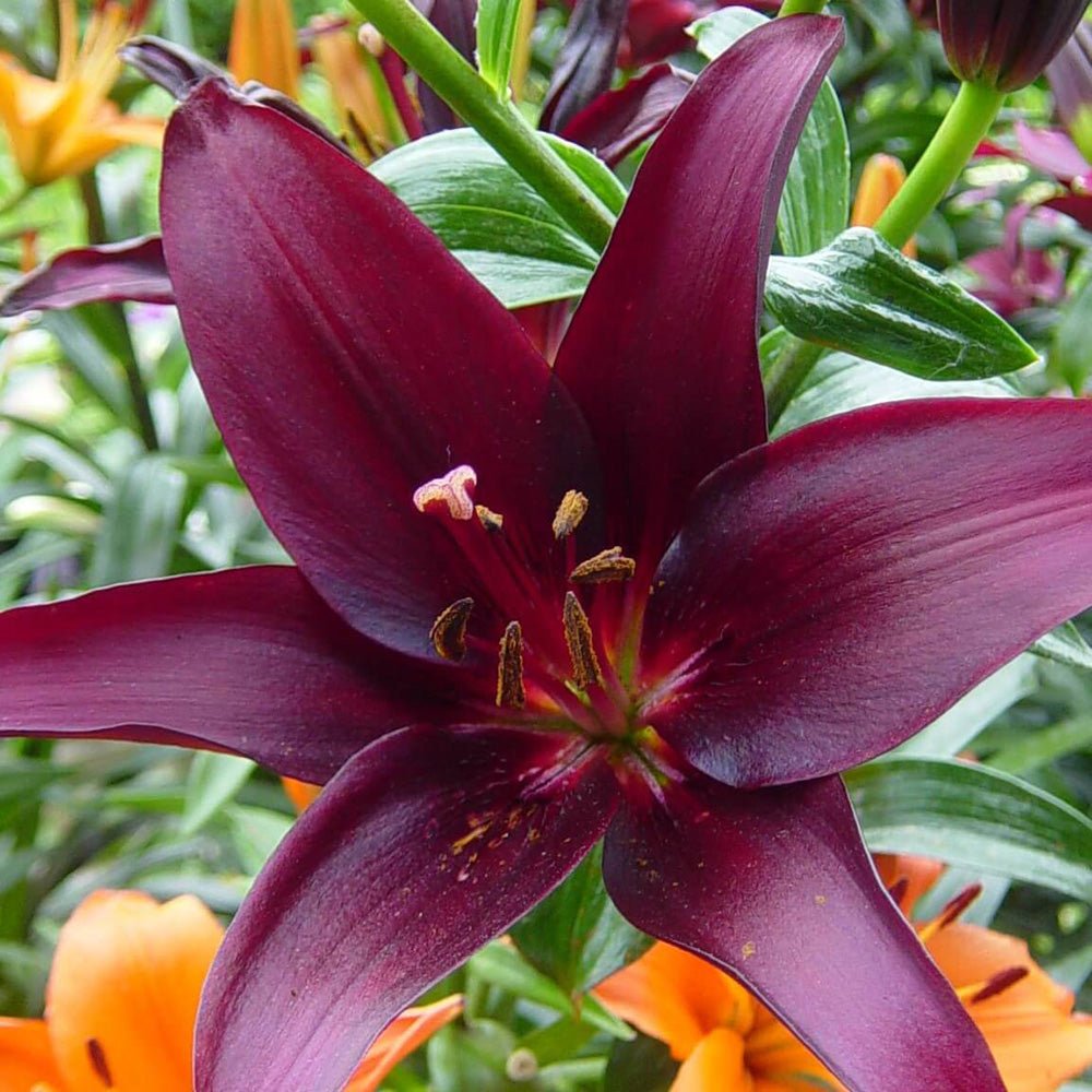 Bulbi de Crini imperiali Landini cu flori mari, catifea, 1 bulb | Verdena