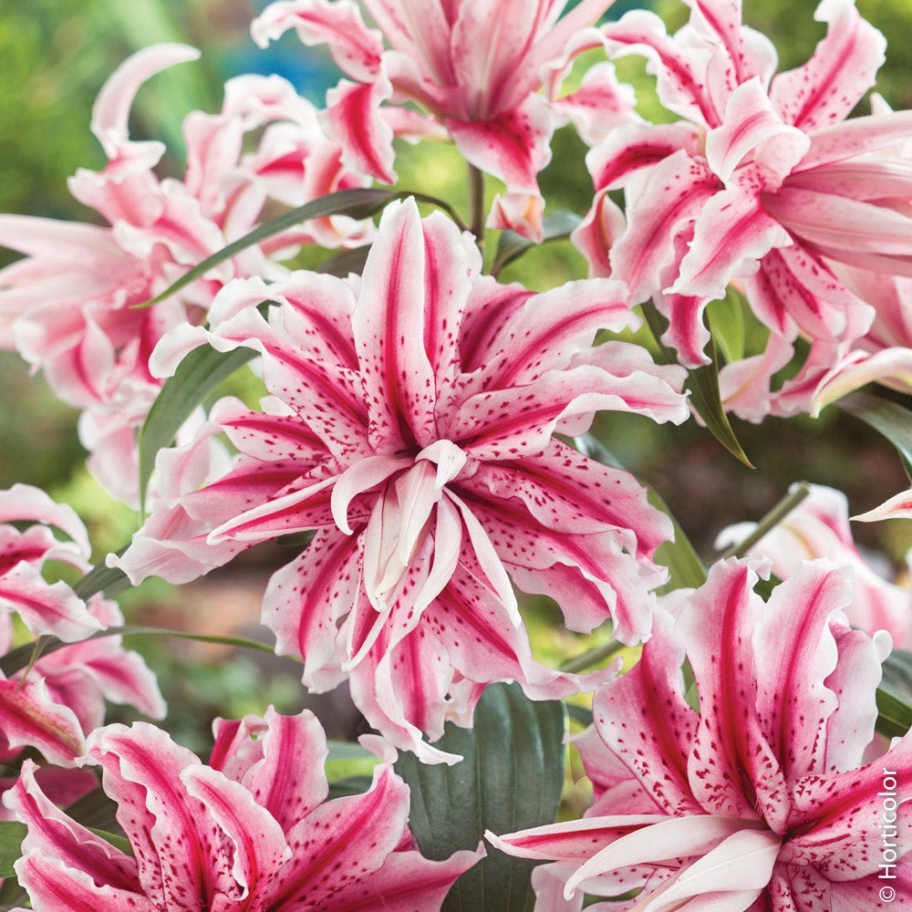 Bulbi de Crini imperiali Magic Star cu flori mari duble, dungi visinii ...