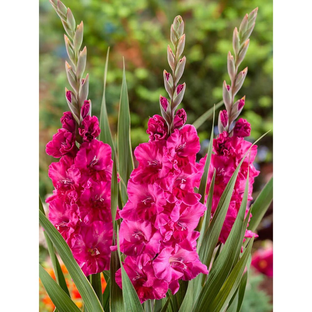 Bulbi de Gladiole Fairy tale Pink cu flori mari, roz aprins | Verdena ...