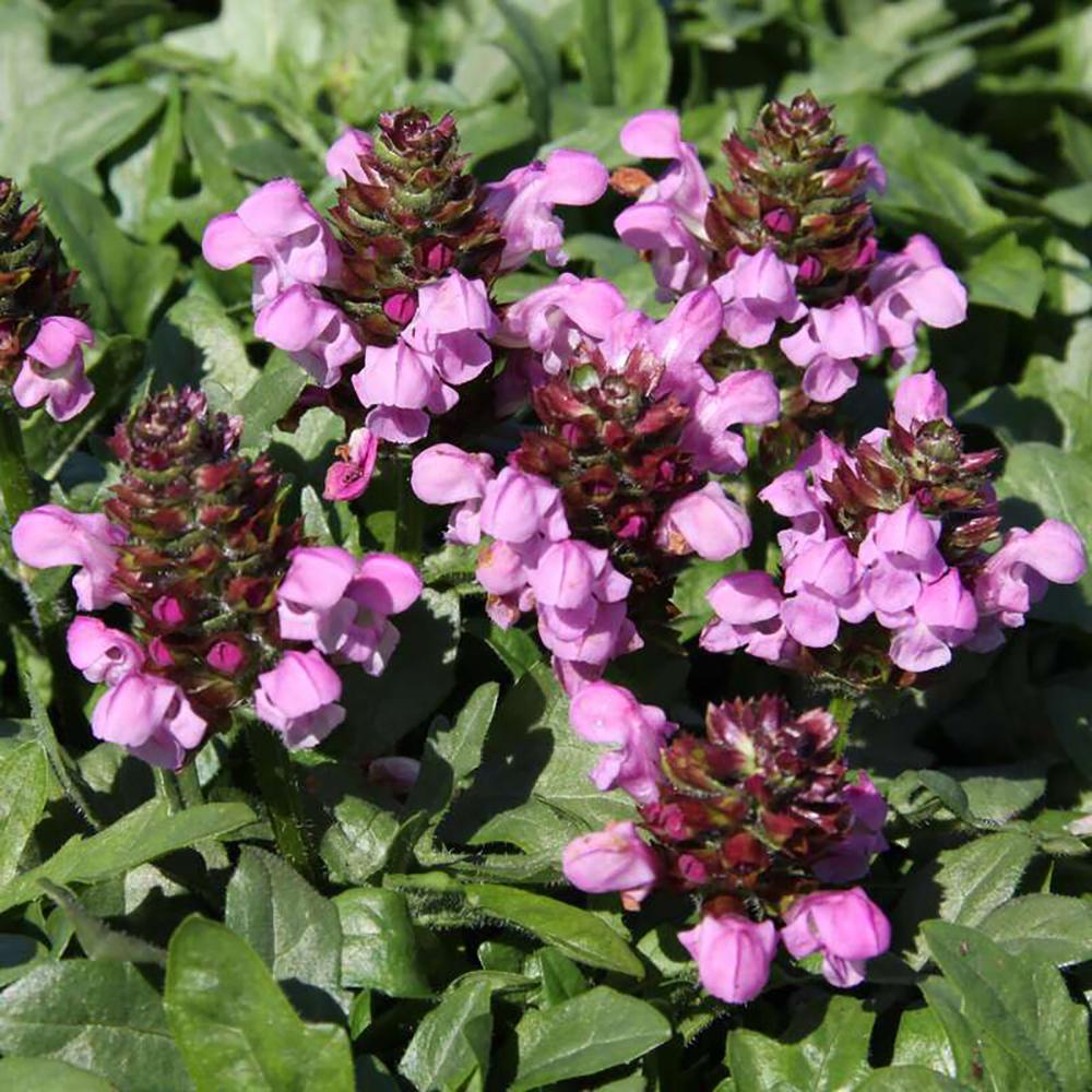 Busuioc salbatic Summer Daze | Verdena – VERDENA