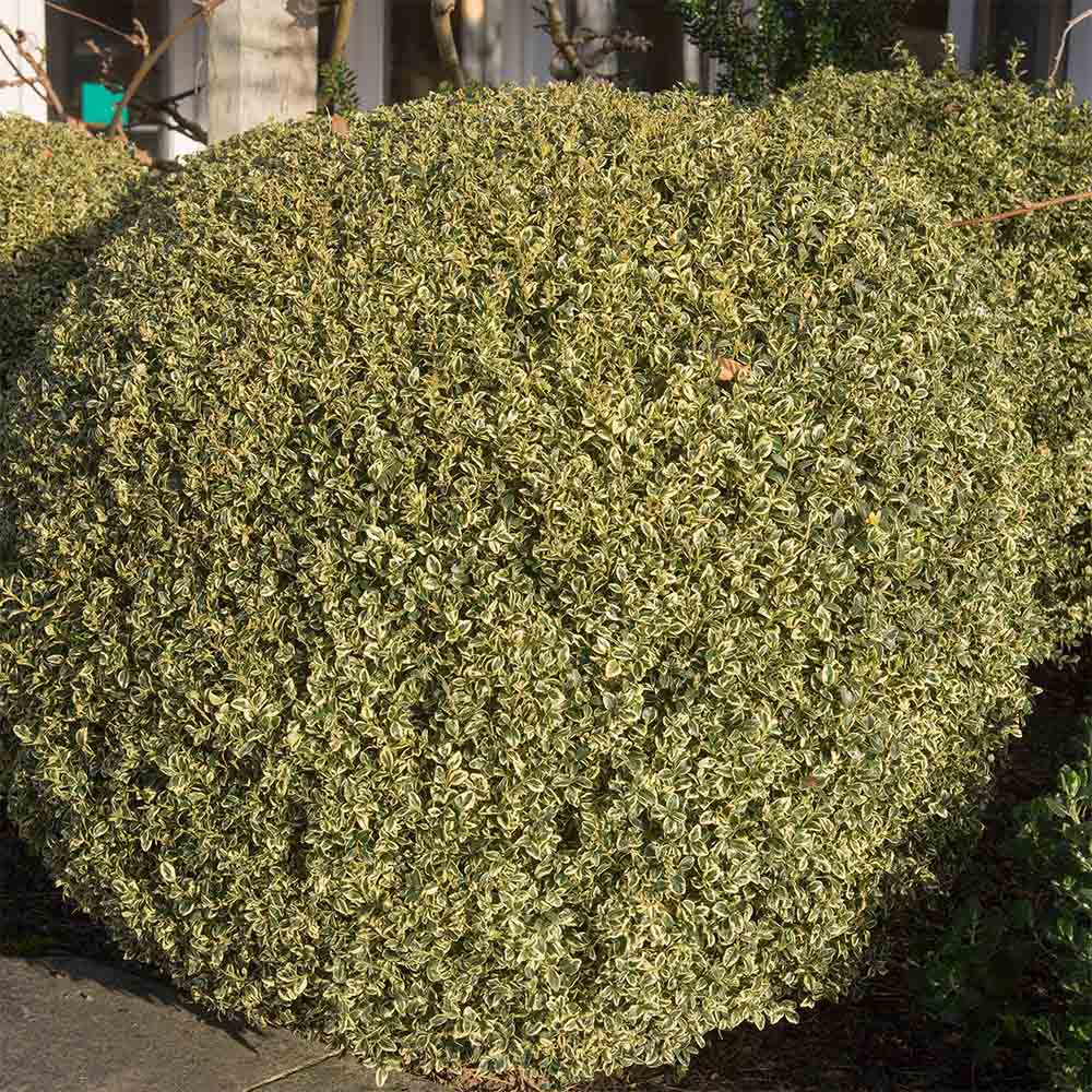 Buxus Sempervirens (Cimisir) Variegata | Verdena