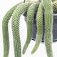 Cactus Coada de Maimuta (Hildewintera) Hanger - 25 cm | Verdena – VERDENA