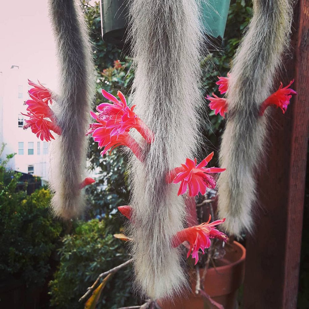 Cactus Coada de Maimuta (Hildewintera) Hanger - 25 cm | Verdena