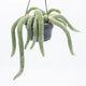 Cactus Coada de Maimuta (Hildewintera) Hanger - 25 cm | Verdena – VERDENA