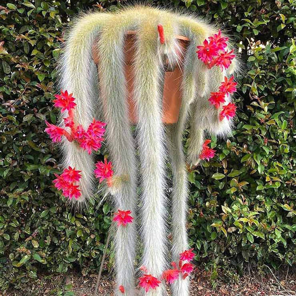 Cactus Coada de Maimuta (Hildewintera) Hanger - 25 cm | Verdena