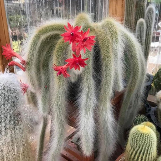 Cactus Coada de Maimuta (Hildewintera) Hanger - 25 cm | Verdena – VERDENA