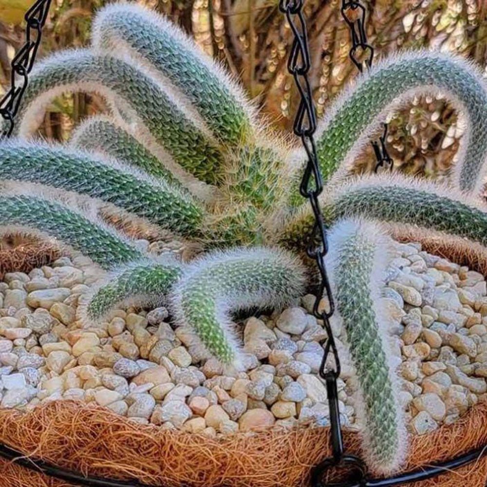 Cactus Coada de Maimuta (Hildewintera) Hanger - 25 cm | Verdena
