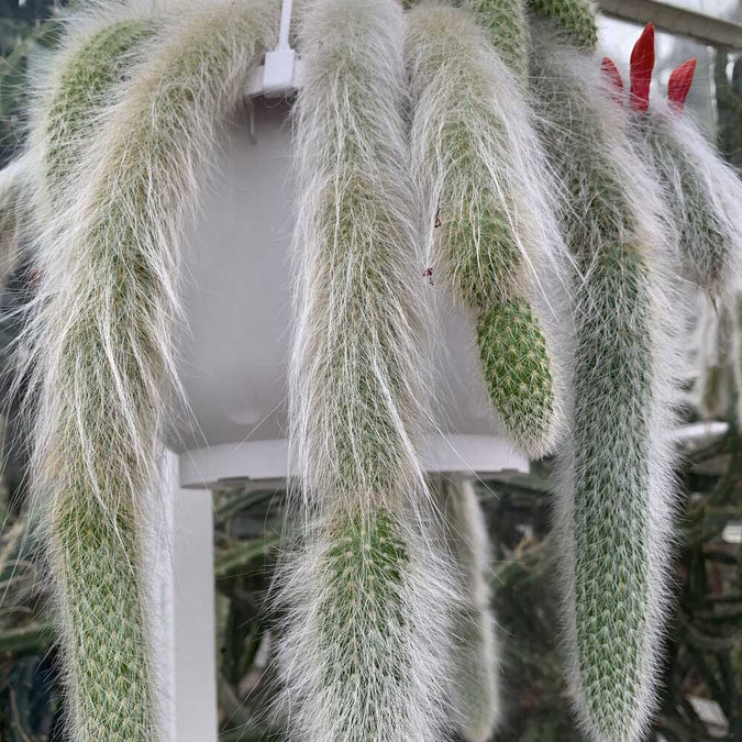 Cactus Coada de Maimuta (Hildewintera) Hanger - 25 cm | Verdena – VERDENA