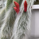Cactus Coada de Maimuta (Hildewintera) Hanger - 25 cm | Verdena – VERDENA