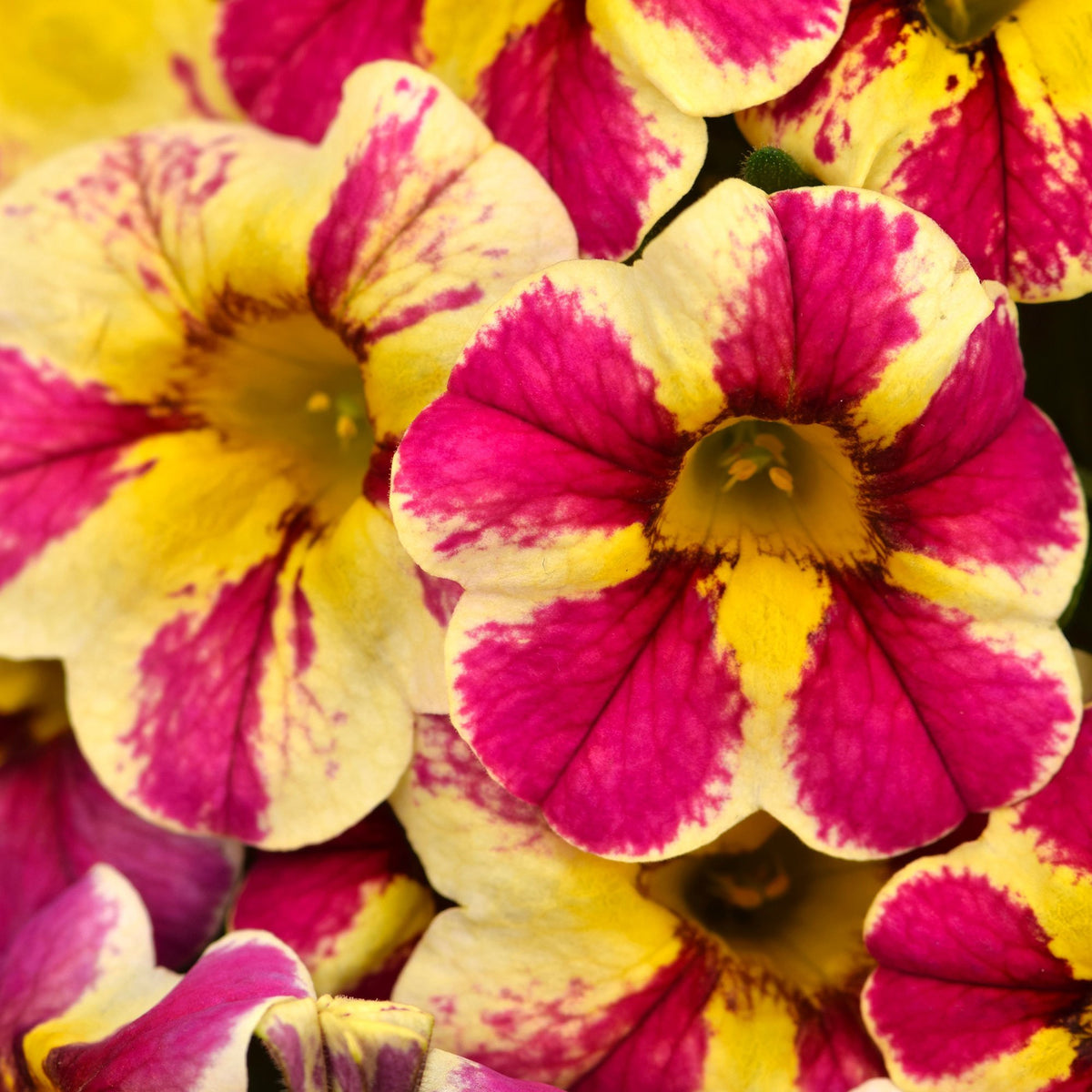 Calibrachoa (Petunie) Candy Bouquet | Verdena – VERDENA