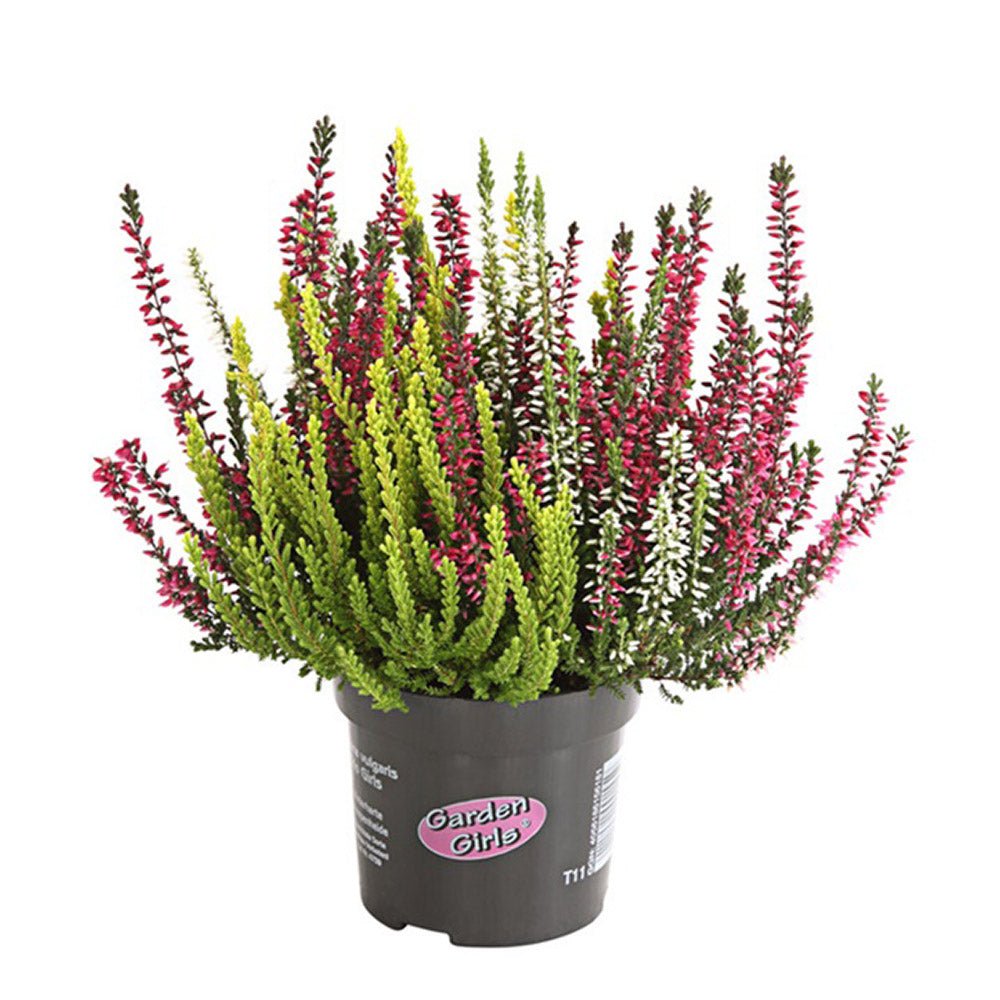 Calluna (Iarba Neagra) High Five Mix de Culori | Verdena