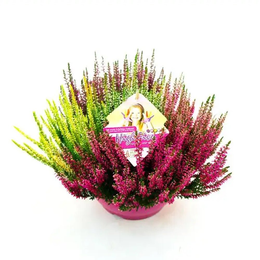 Calluna (Iarba Neagra) High Five Mix de Culori | Verdena
