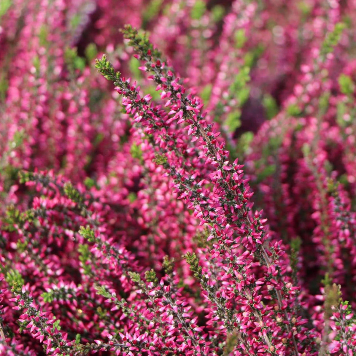 Calluna (Iarba Neagra) Athene | Verdena – VERDENA
