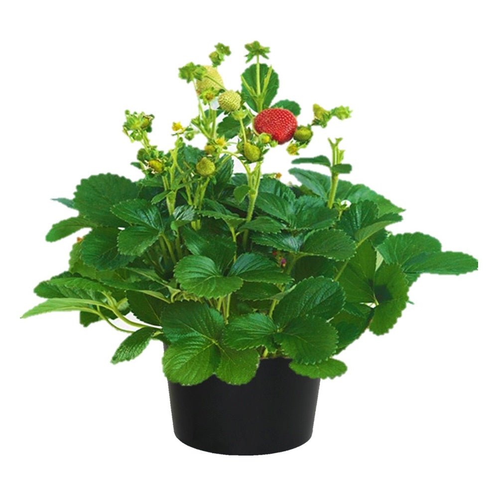 Capsuna de Padure (Fragaria vesca) | Verdena – VERDENA