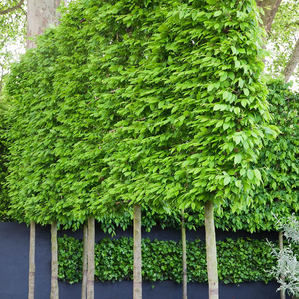 Carpen european (Carpinus betulus), gard viu | Verdena