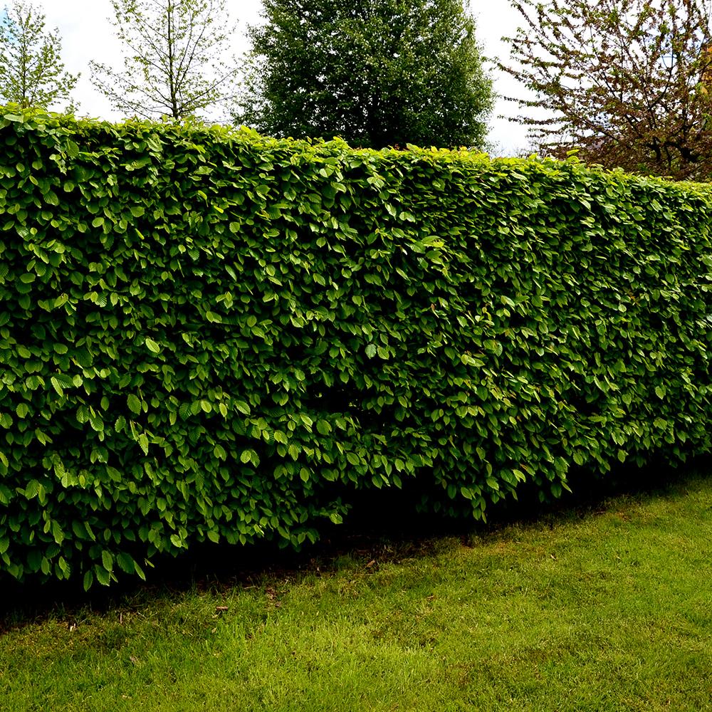 Carpen european (Carpinus betulus), gard viu | Verdena