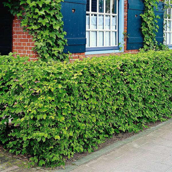 Carpen european (Carpinus betulus), gard viu | Verdena