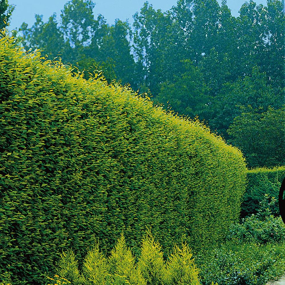 Carpen european (Carpinus betulus), gard viu | Verdena – VERDENA