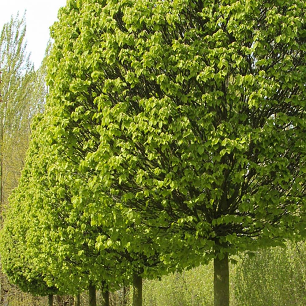 Carpen Monument (Carpinus betulus) | Verdena – VERDENA