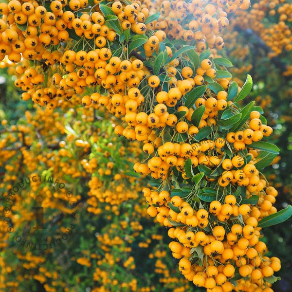 Catina Ornamentala galbena (Pyrachanta) Soleil d'Or - 65 cm | Verdena