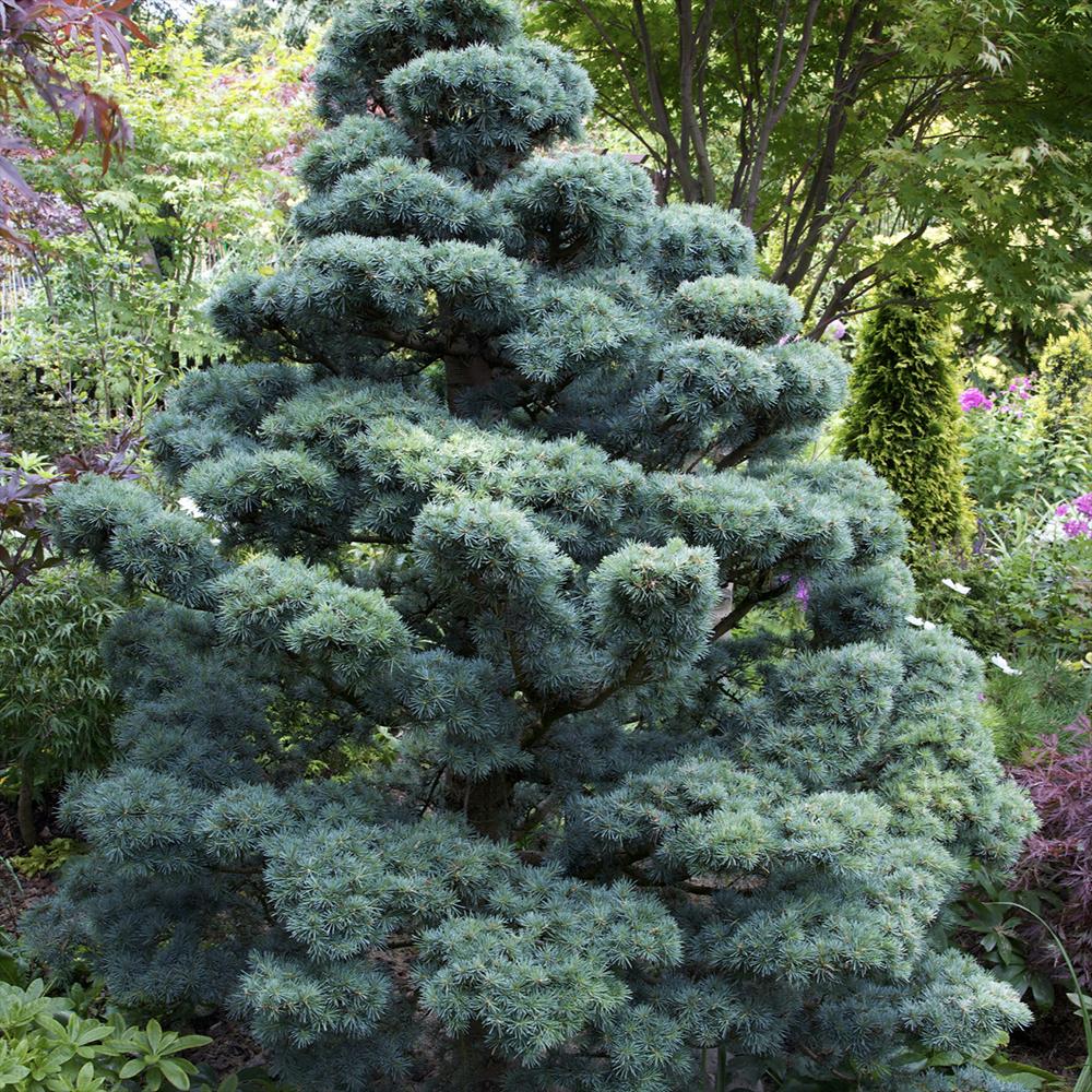 Cedru albastru Glauca Atlantica | Verdena