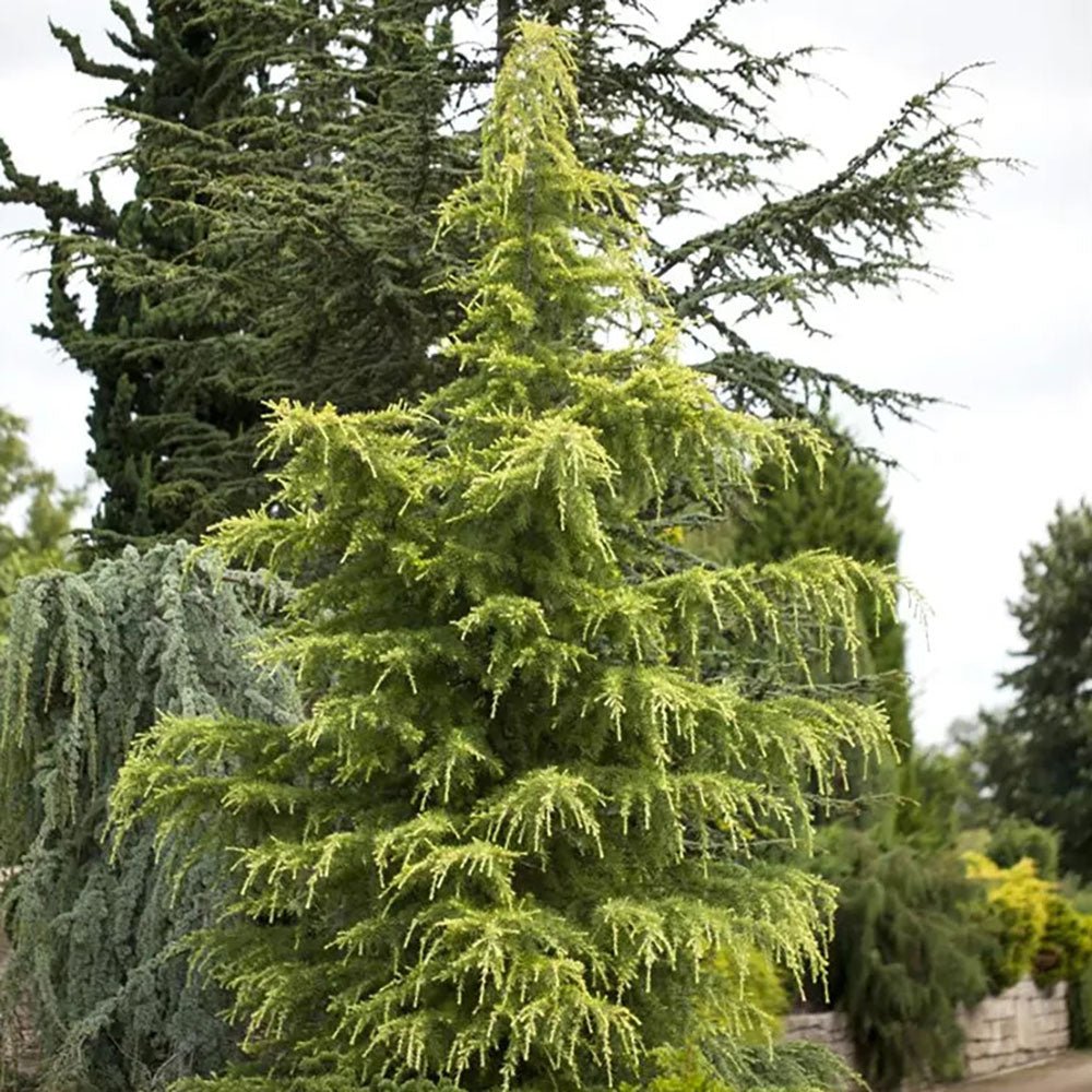 Cedru de Himalaya Auriu (Cedrus Deodara Aurea) | Verdena – VERDENA