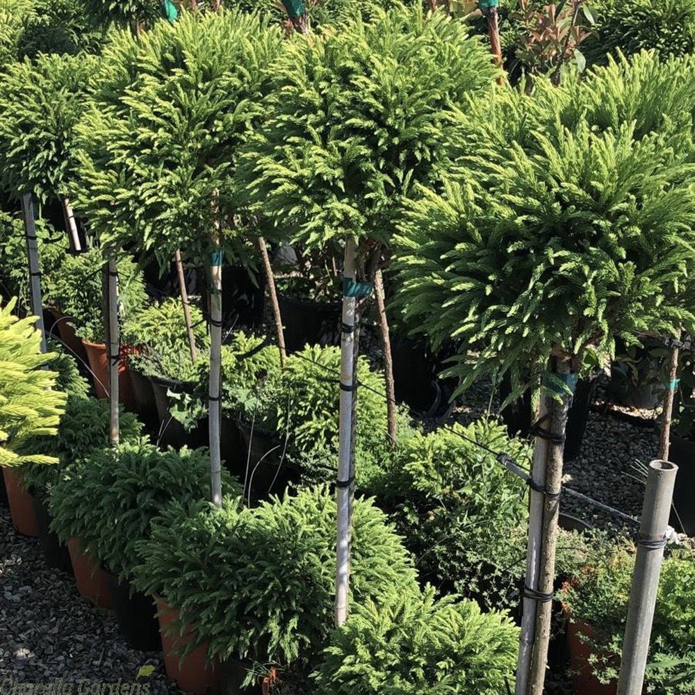 Cedru Japonez Elegans Viridis | Verdena – VERDENA