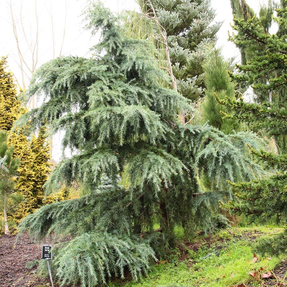 Cedrul Pitic de Himalaya Feelin' Blue | Verdena – VERDENA