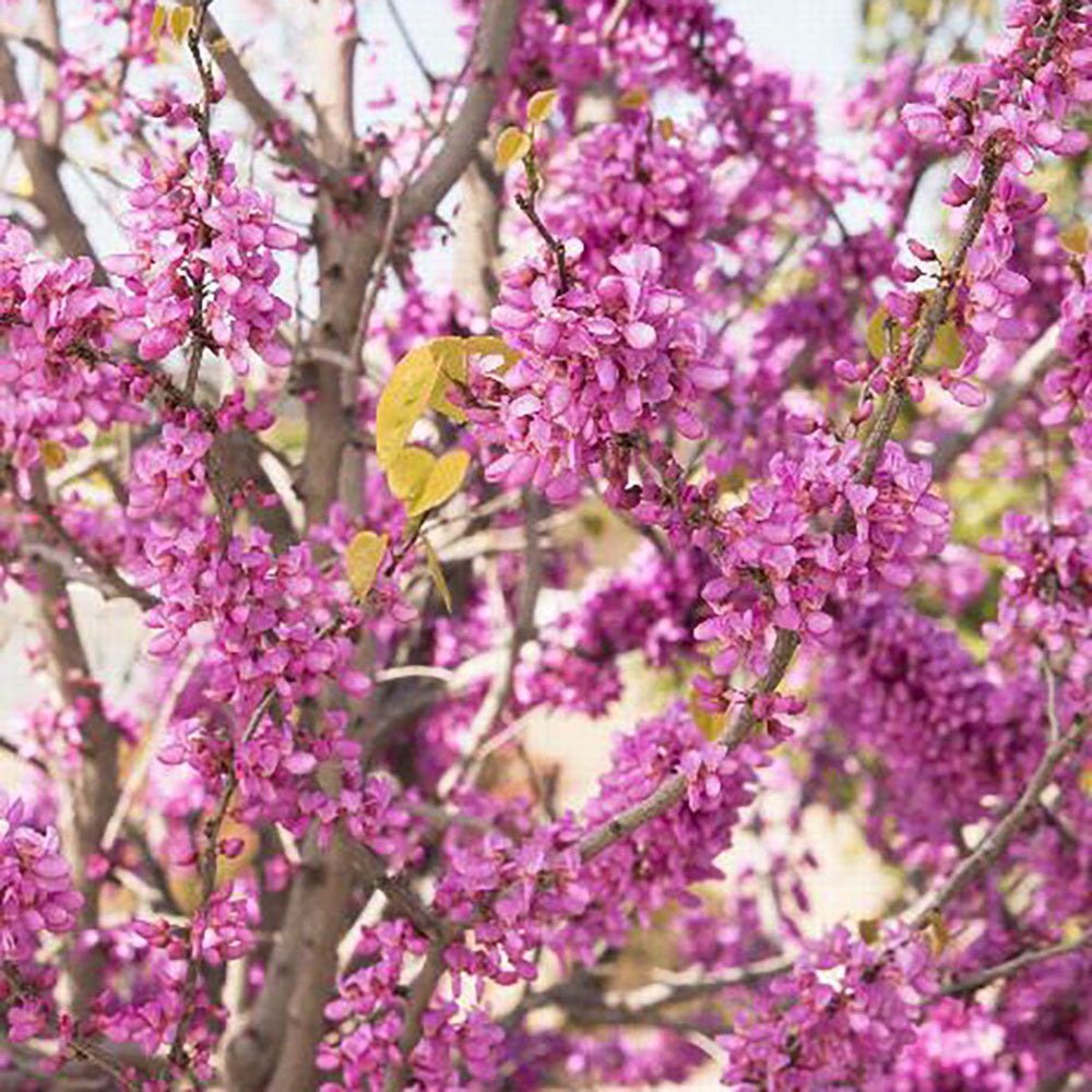 Arborele lui Iuda Auriu (Cercis chinensis Melon Beauty) | Verdena