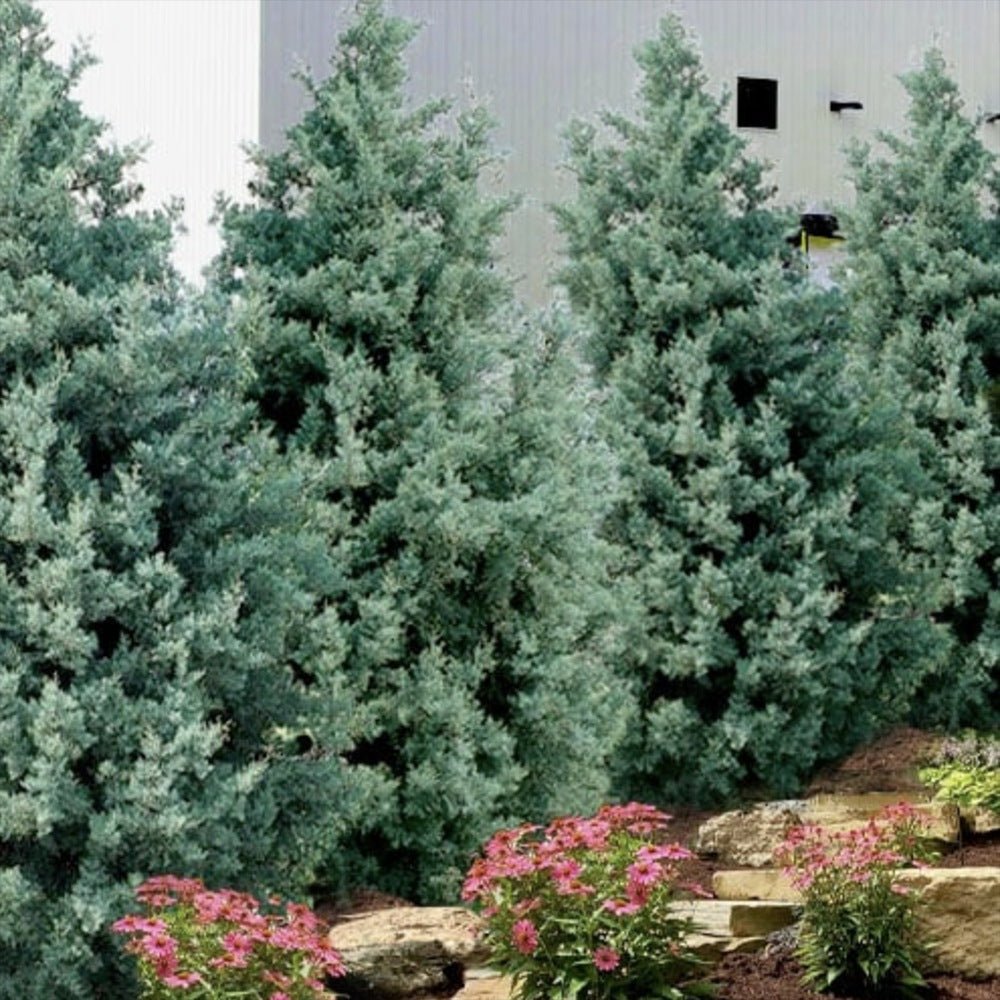 Chiparos de Arizona | Verdena