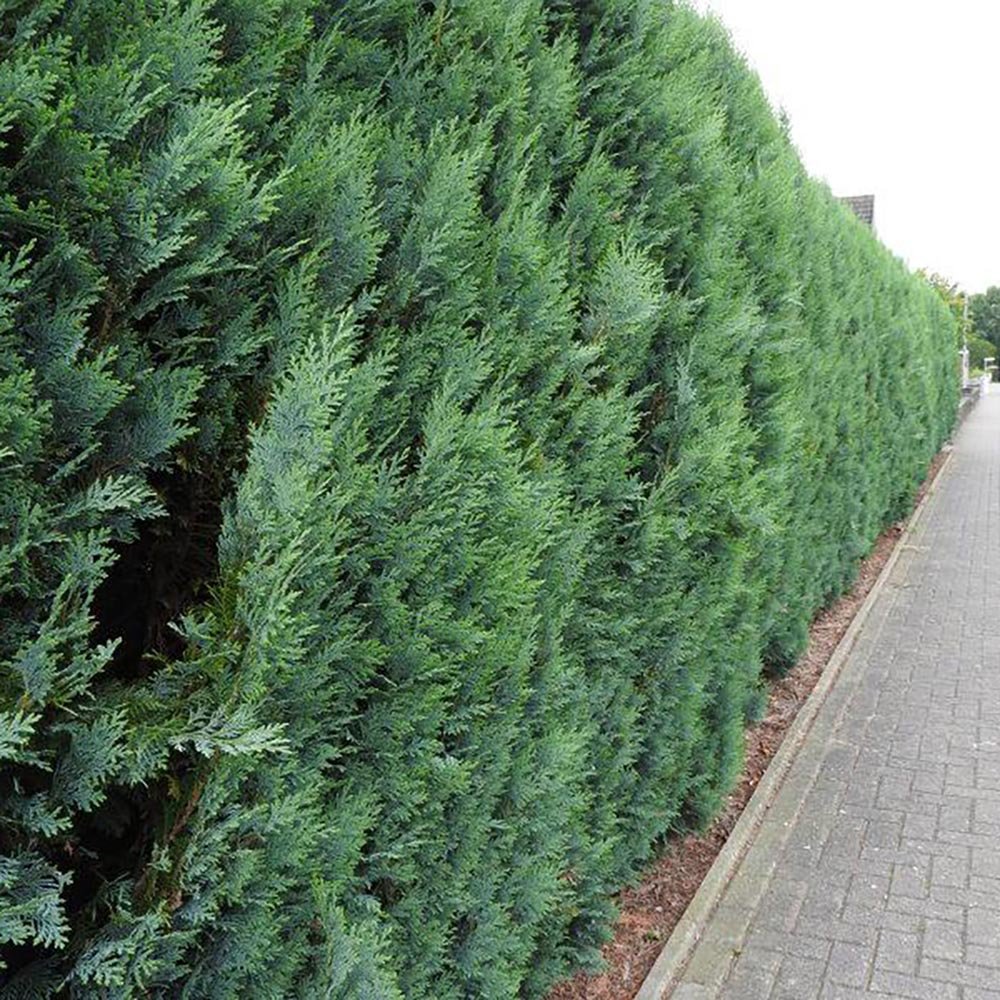 Chiparos Columnaris verde-albastru, gard viu vesnic verde | Verdena