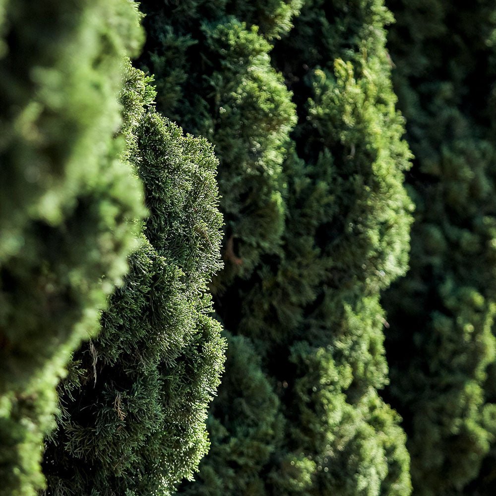 Chiparos de Totem | Verdena