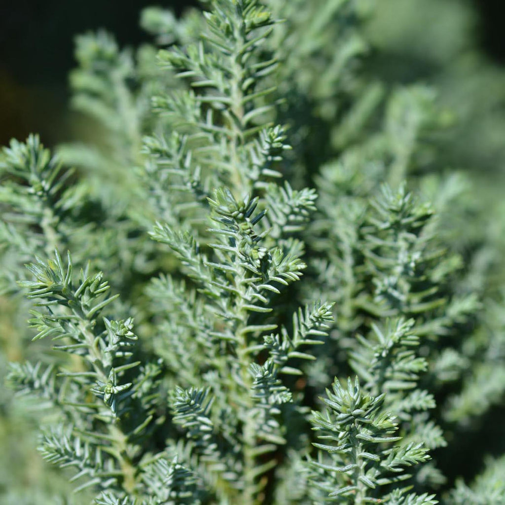 Chiparos Columnaris Ellwoodii gri-albastru, gard viu vesnic verde ...