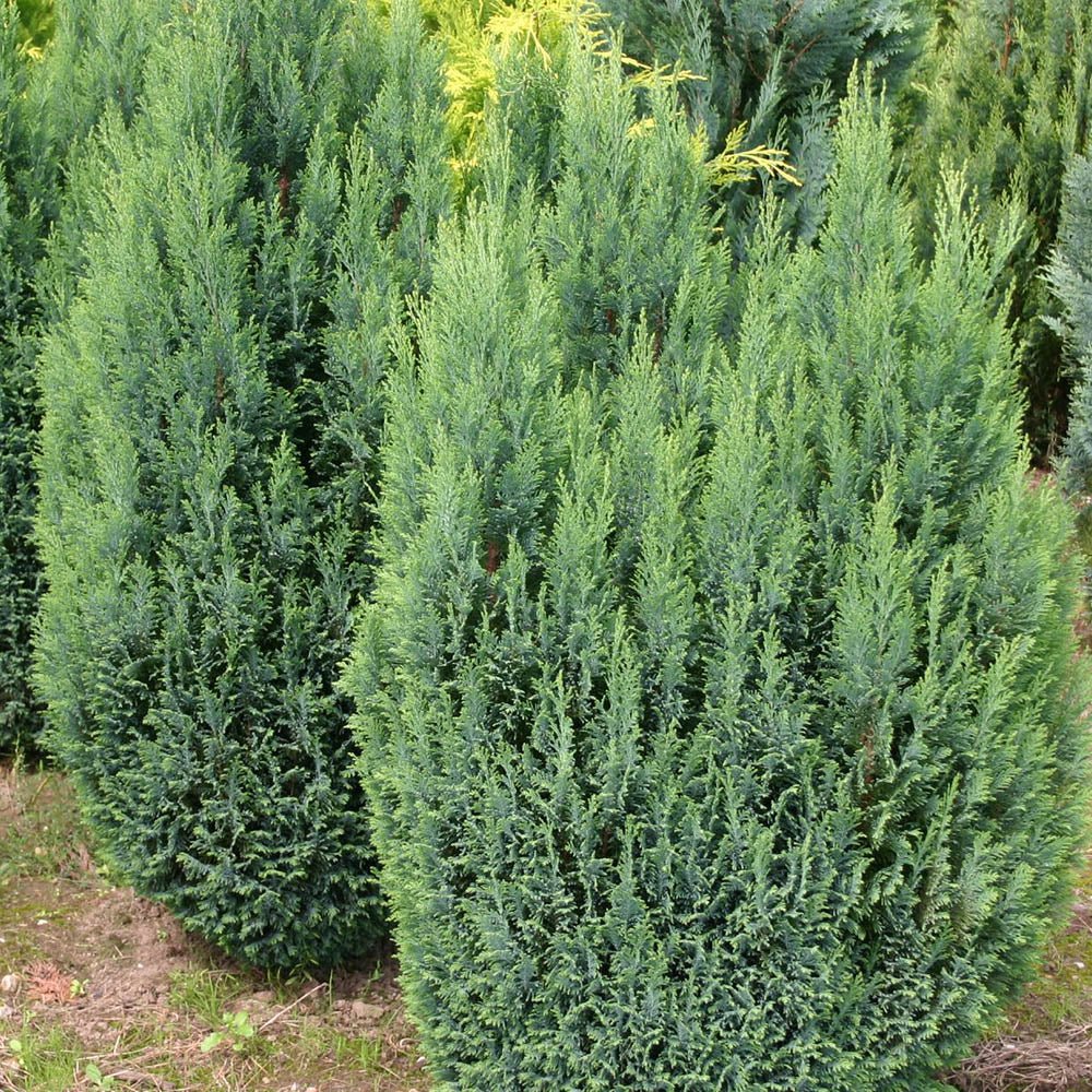 Chiparos Columnaris Ellwoodii gri-albastru, gard viu vesnic verde ...