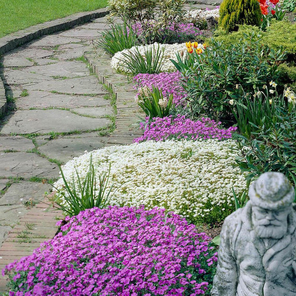 Cimbru salbatic Red Carpet | Verdena – VERDENA