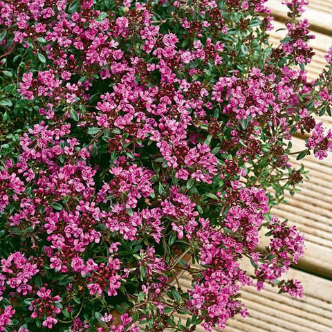 Cimbrisor rosu-fucsia Red carpet | Verdena – VERDENA