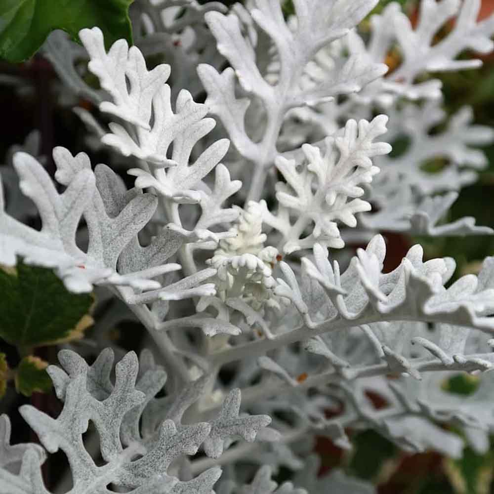 Cineraria maritima Silver Dust (Senecio cineraria) | Verdena