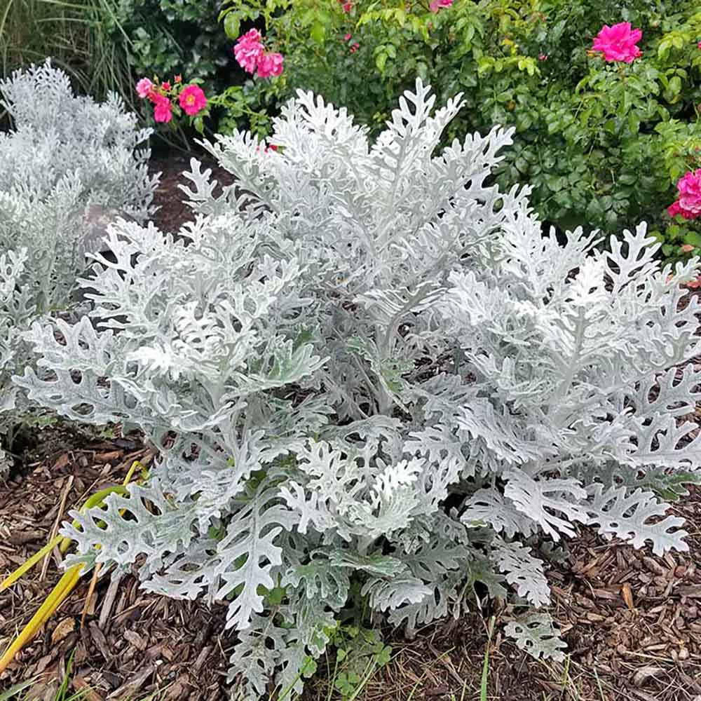 Cineraria maritima Silver Dust (Senecio cineraria) | Verdena
