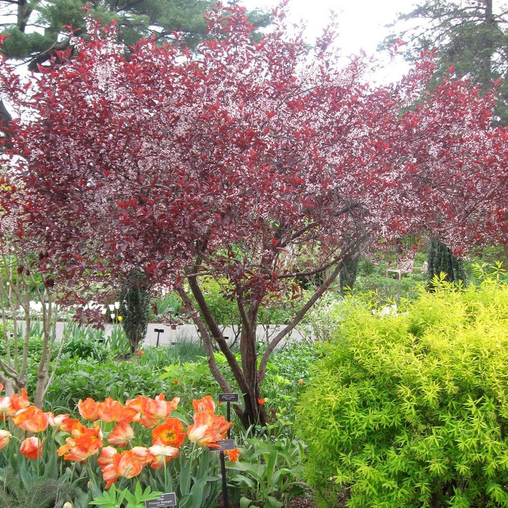 Copac Sakura - Cires japonez Nigra | Verdena – VERDENA