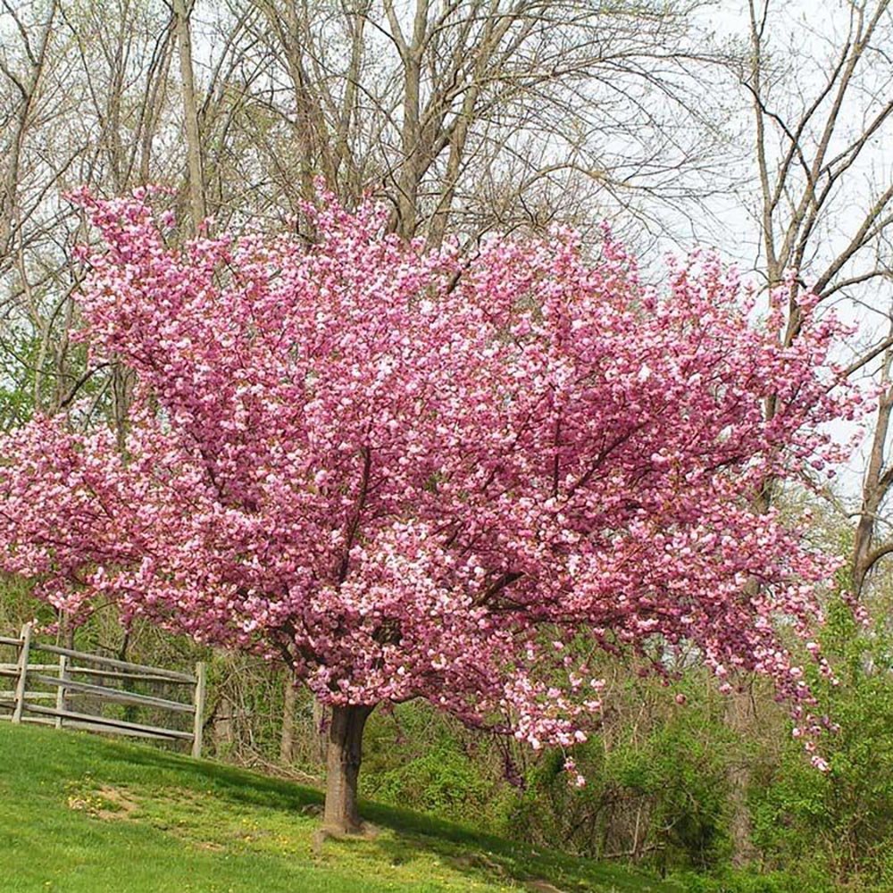 Copac Sakura, Cires japonez roz-intens Okame | Verdena – VERDENA