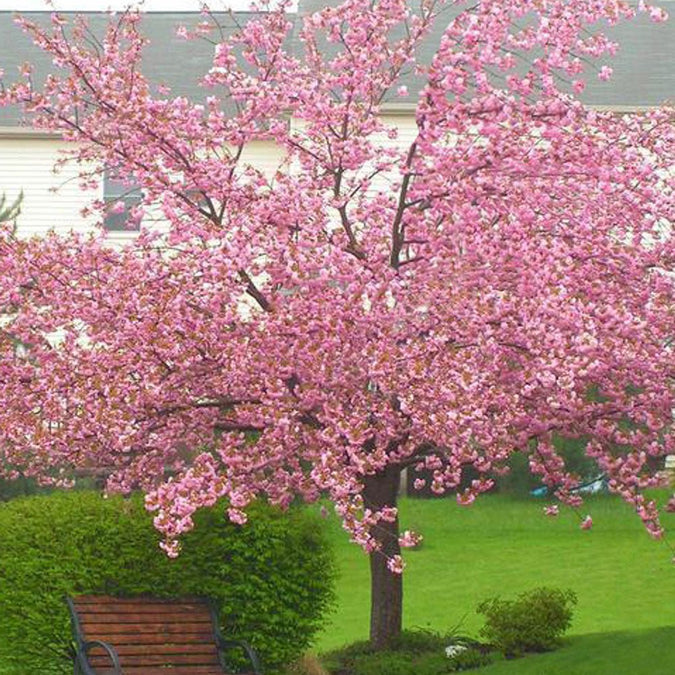 Ciresi Japonezi | Adauga Farmec Oriental | Verdena.ro – VERDENA