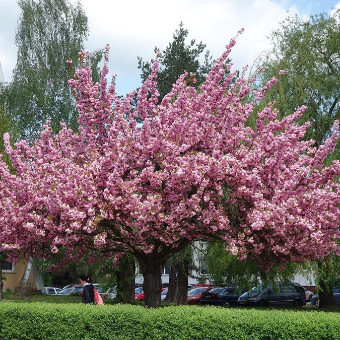 Ciresi Japonezi | Adauga Farmec Oriental | Verdena.ro – VERDENA